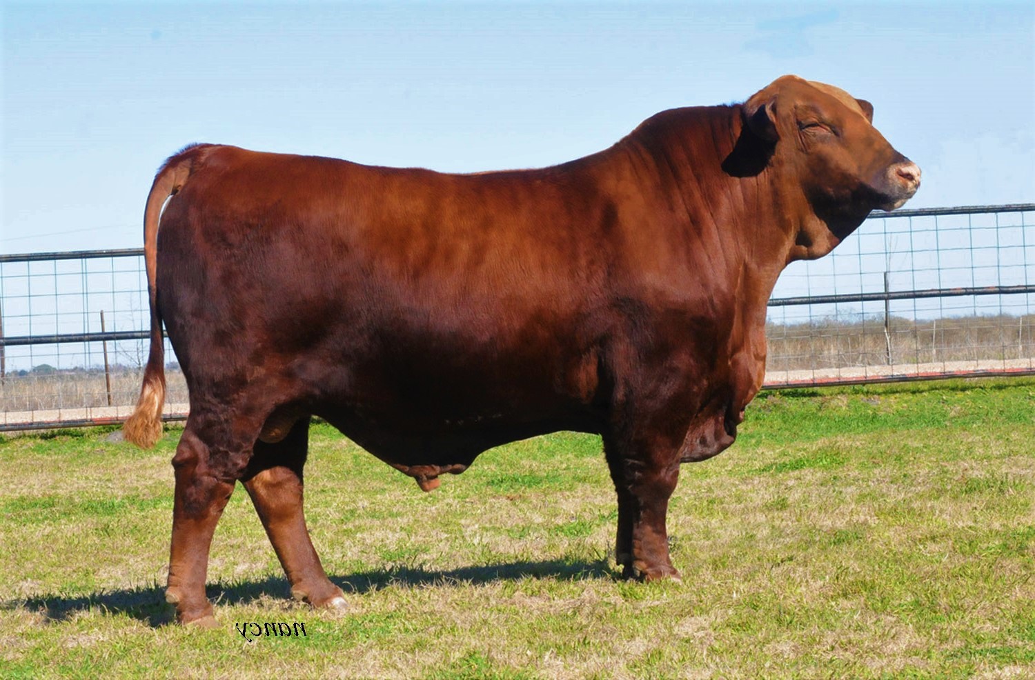 TJR Mr Rojo's Renegade 46/Z - Bovine Elite, LLC