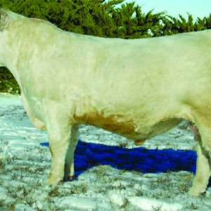 LT Patriot 4004 PLD (Sexed Female) - Bovine Elite