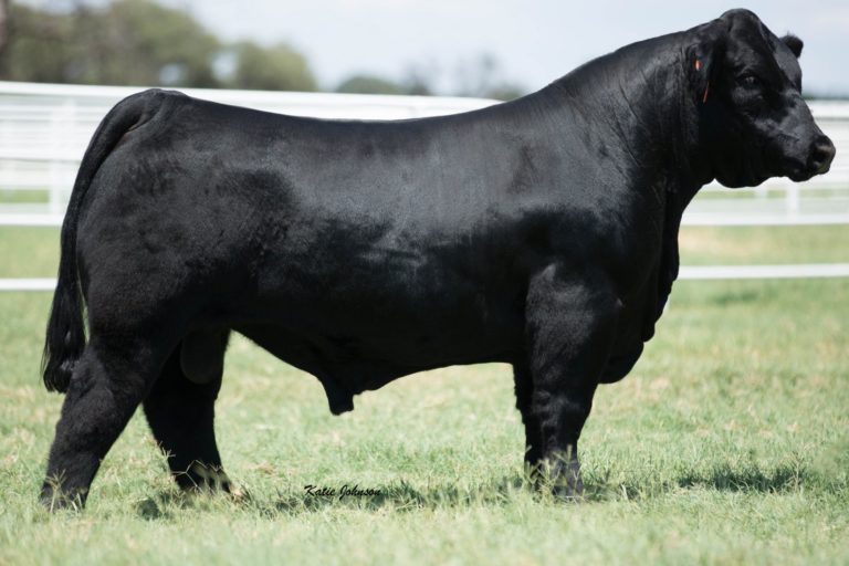 American Beast - Bovine Elite