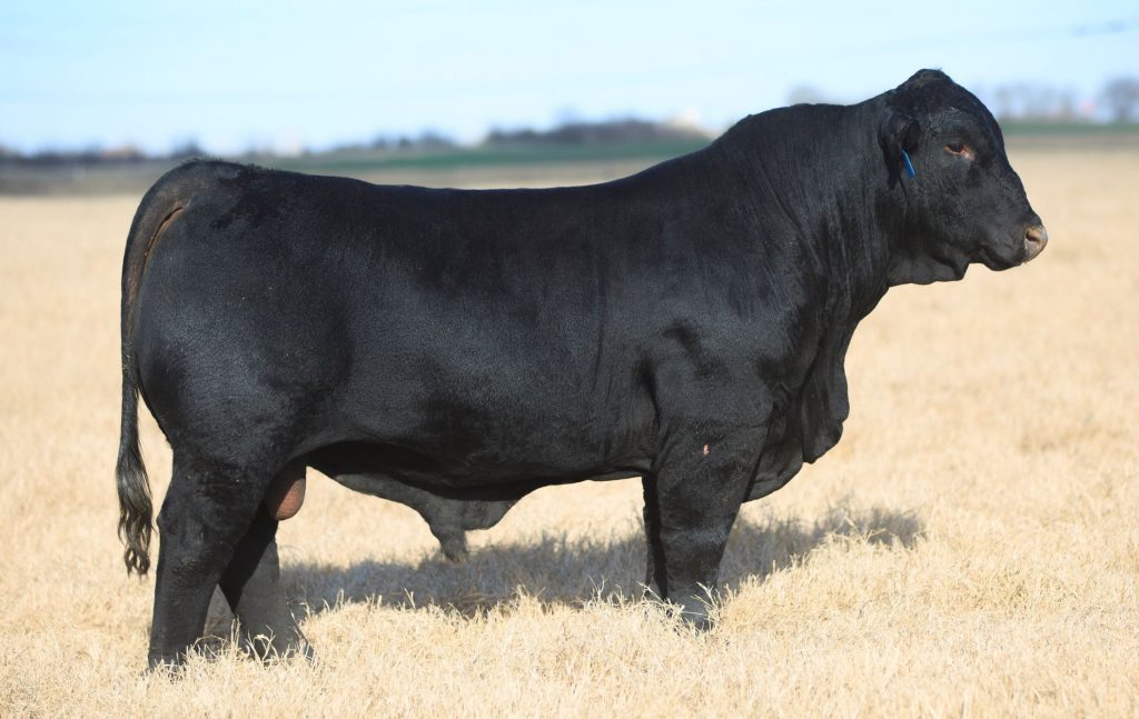DDD Masterpiece 74D19 - Bovine Elite