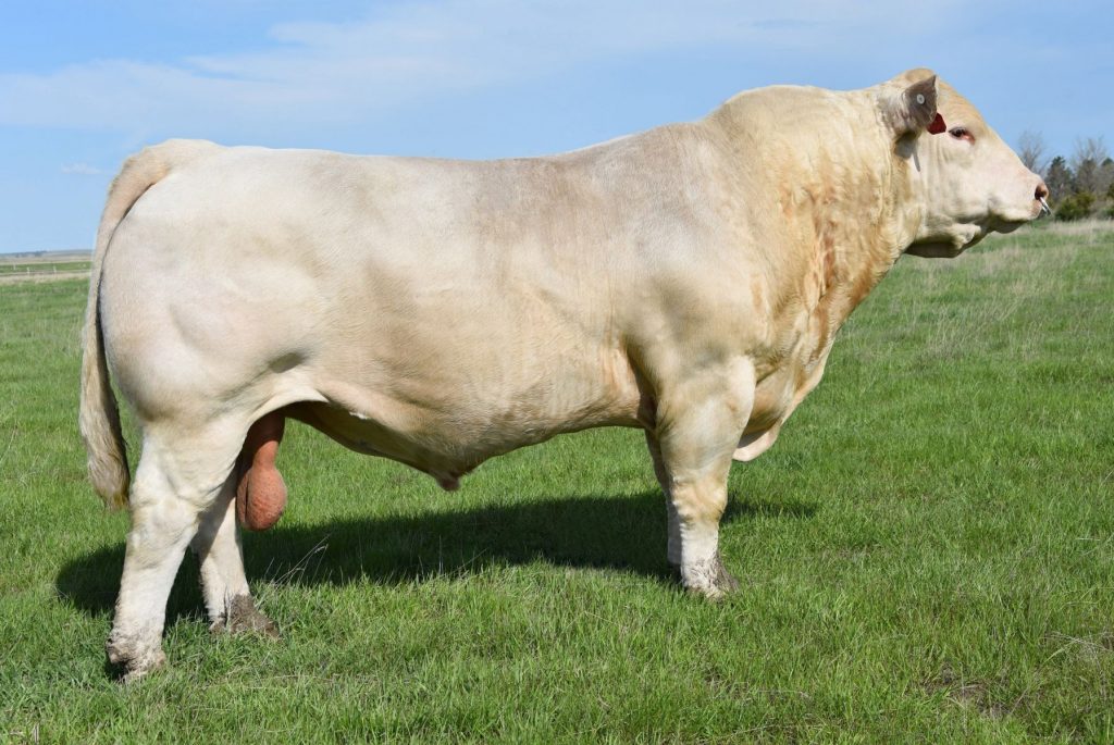 LT Patriot 4004 PLD - Bovine Elite