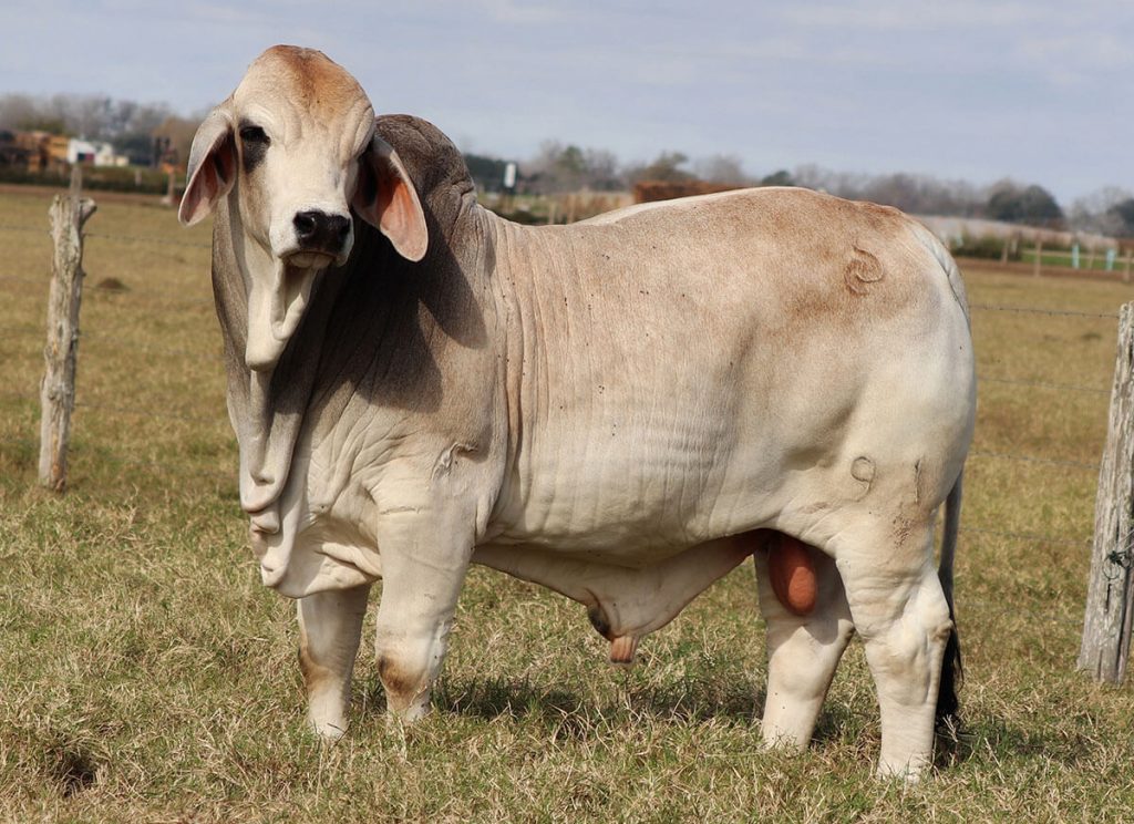 BRC Stockman 91 - Bovine Elite
