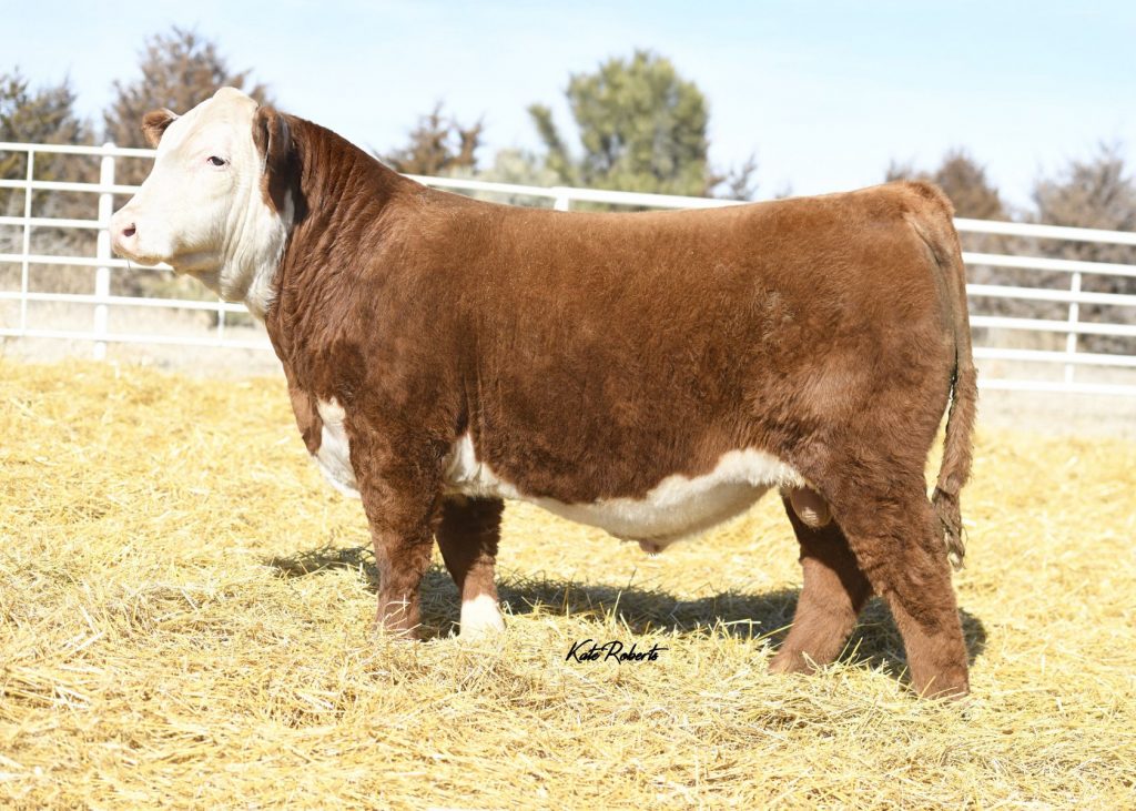 PCC Cattlemen's Logic 1140 ET {DLF,HYF,IEF,MSUDF} - Bovine Elite