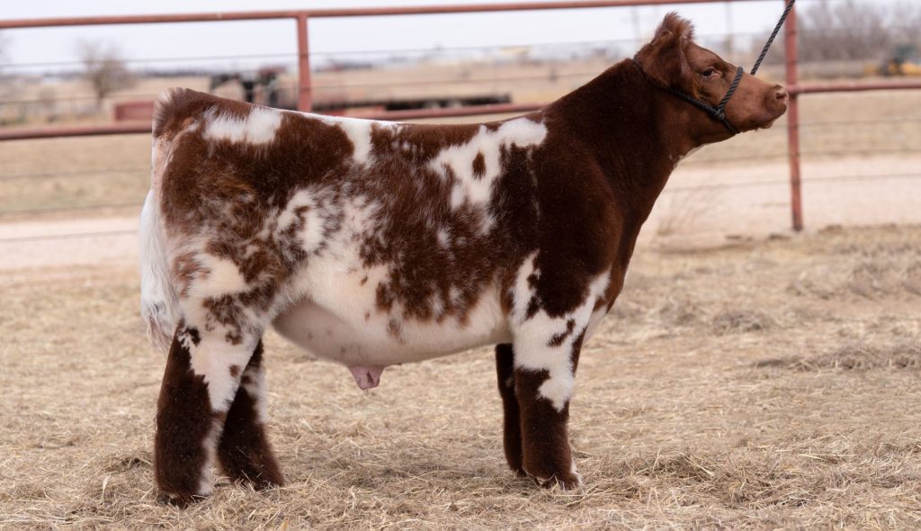 Seven - Bovine Elite