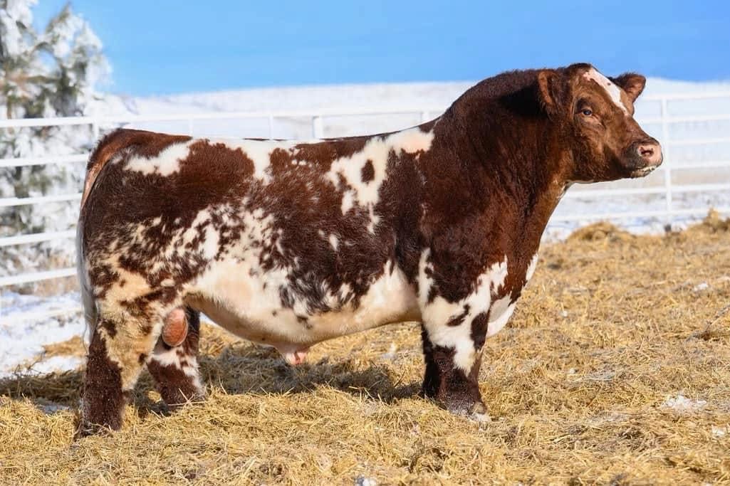 Shorthorn Bull Ronan