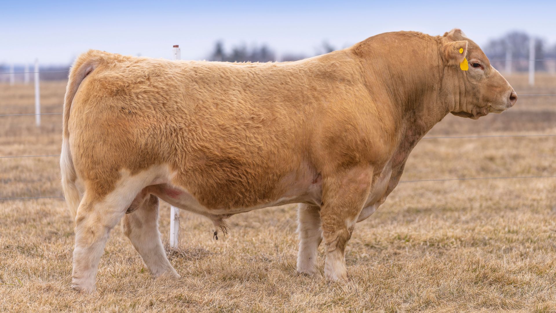 Not 4 Sale - Bovine Elite
