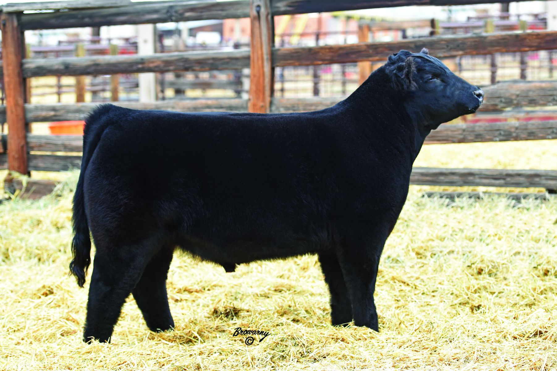 GMC Rifleman B9900 - Bovine Elite