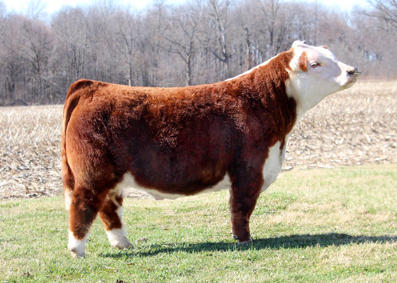 Red Angus – Semen - Bovine Elite
