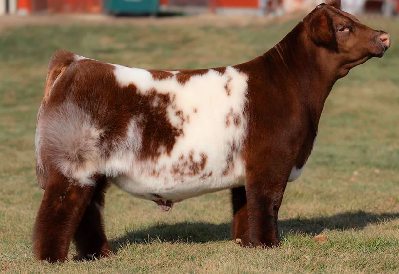 Shorthorn Club Calf Bulls