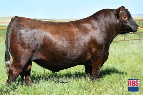 BB Propulsion 9096 - Bovine Elite