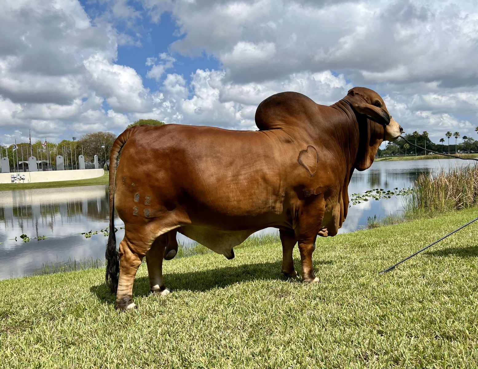 Mr. Heart BC 02/20 "Big John" - Bovine Elite