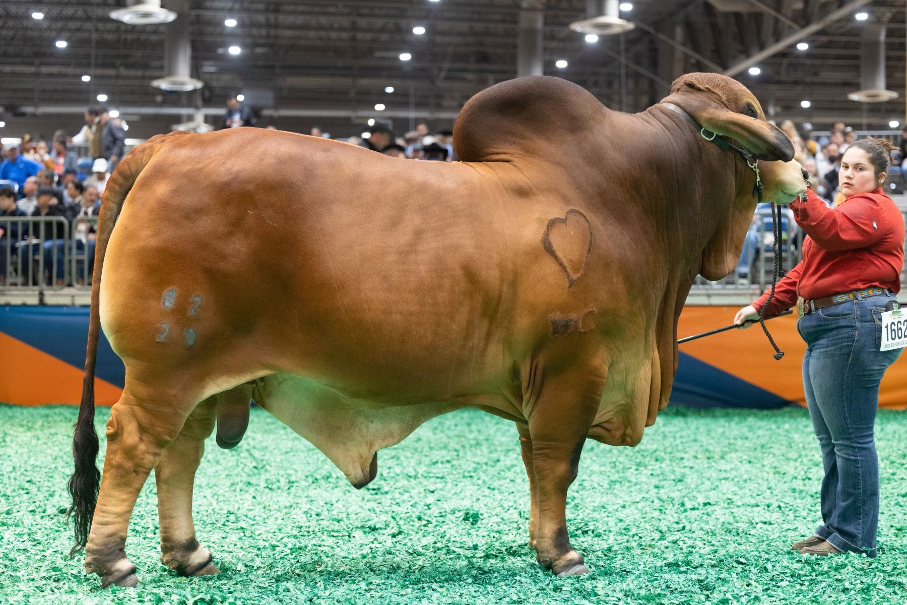 Mr. Heart BC 02/20 "Big John" - Bovine Elite