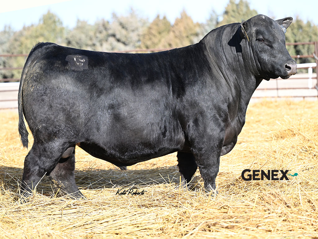 Angus – Semen - Bovine Elite