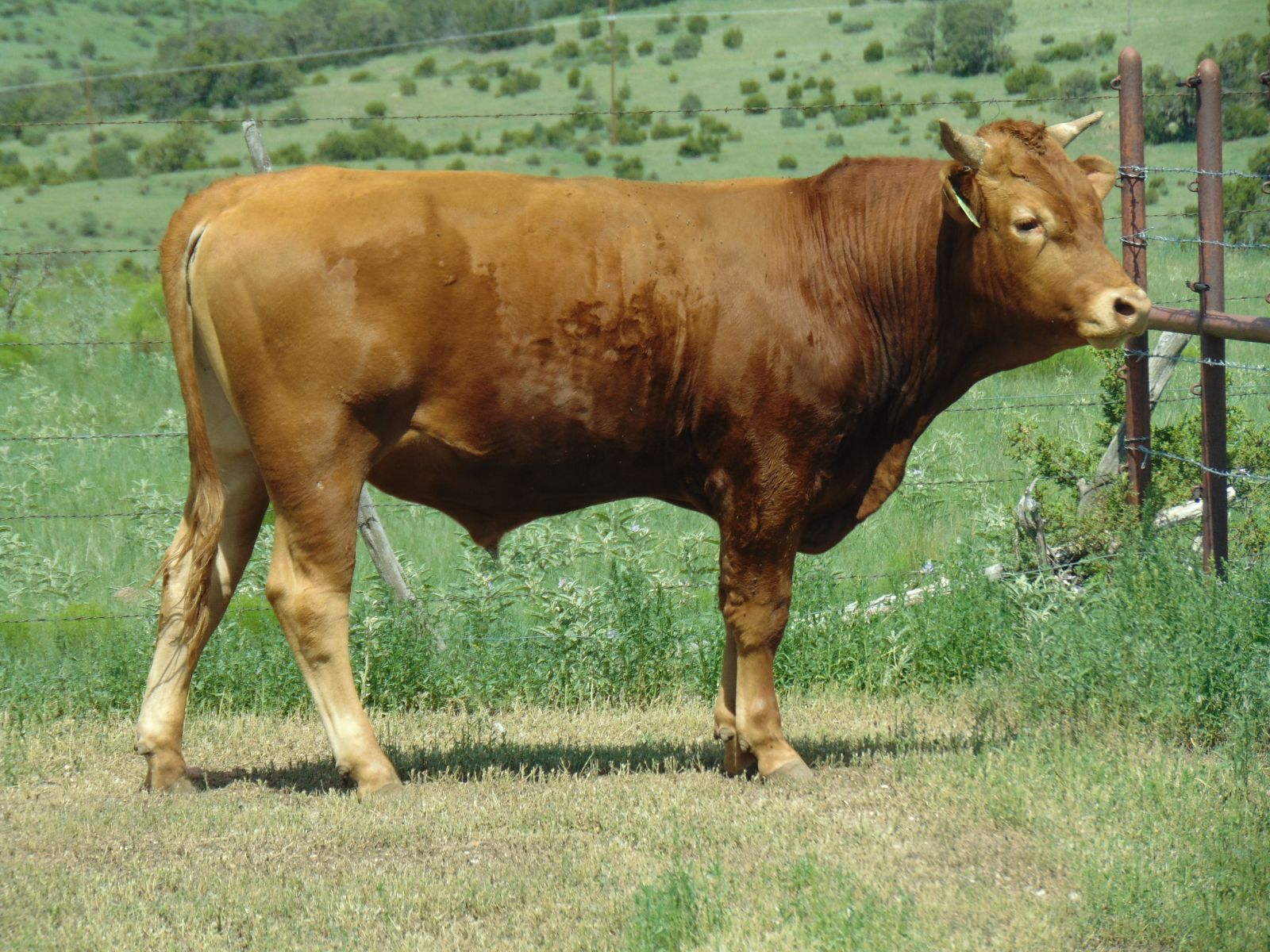 Texas Longhorn Semen - Bovine Elite