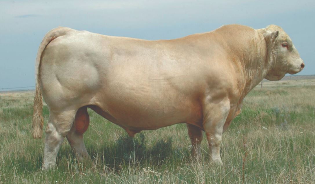 LT Blue Value 7903 - Bovine Elite