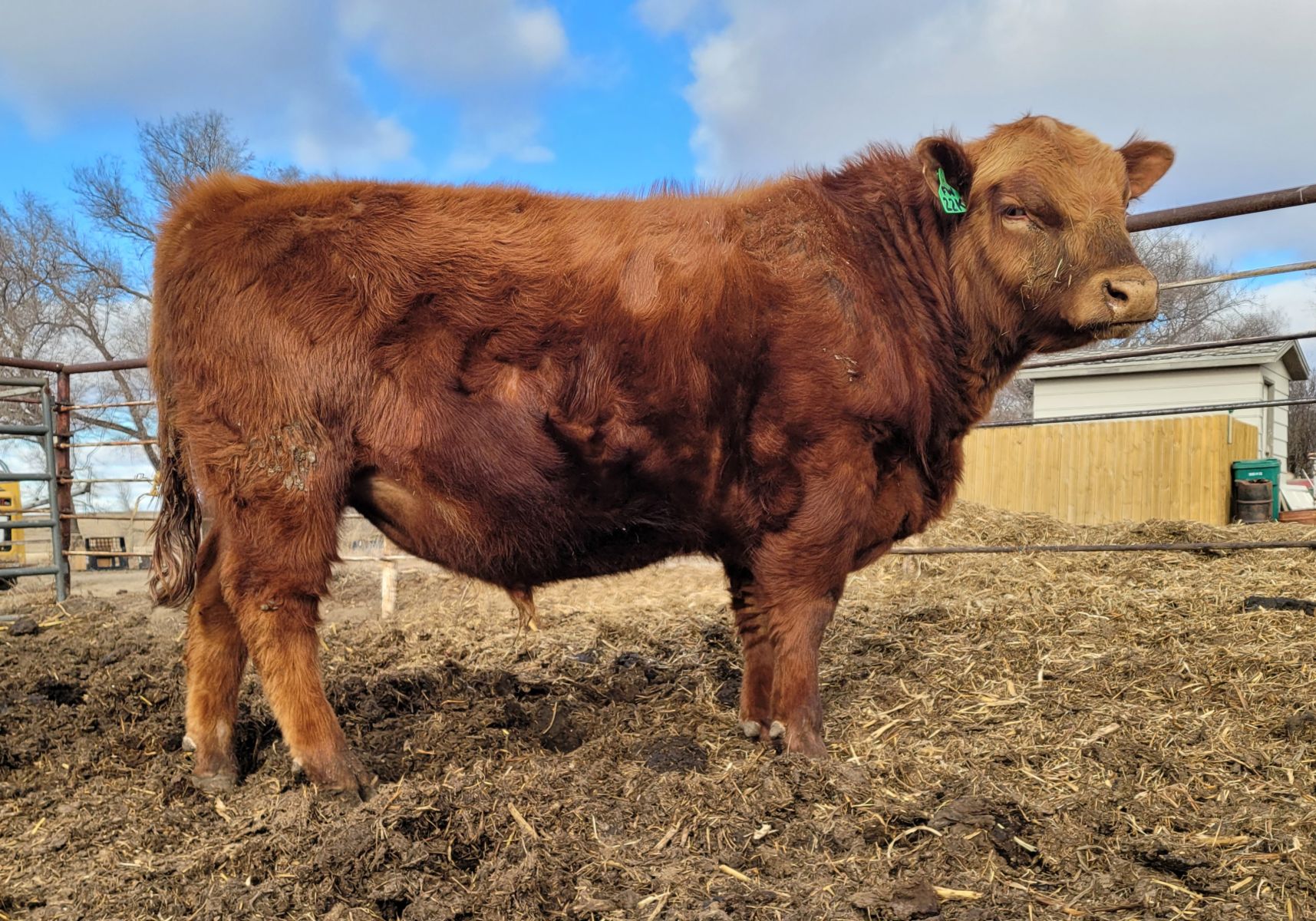 EZ Blaze 22K - Bovine Elite