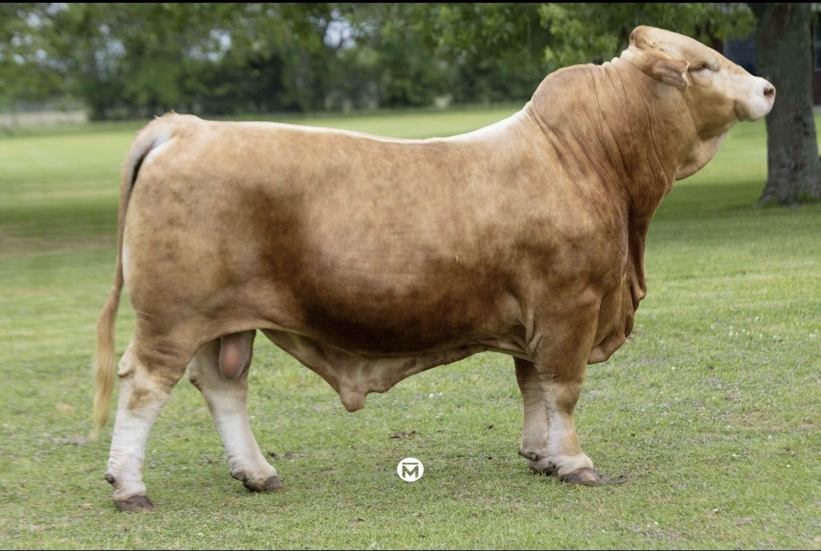 LT CO Malibu Vice - Bovine Elite