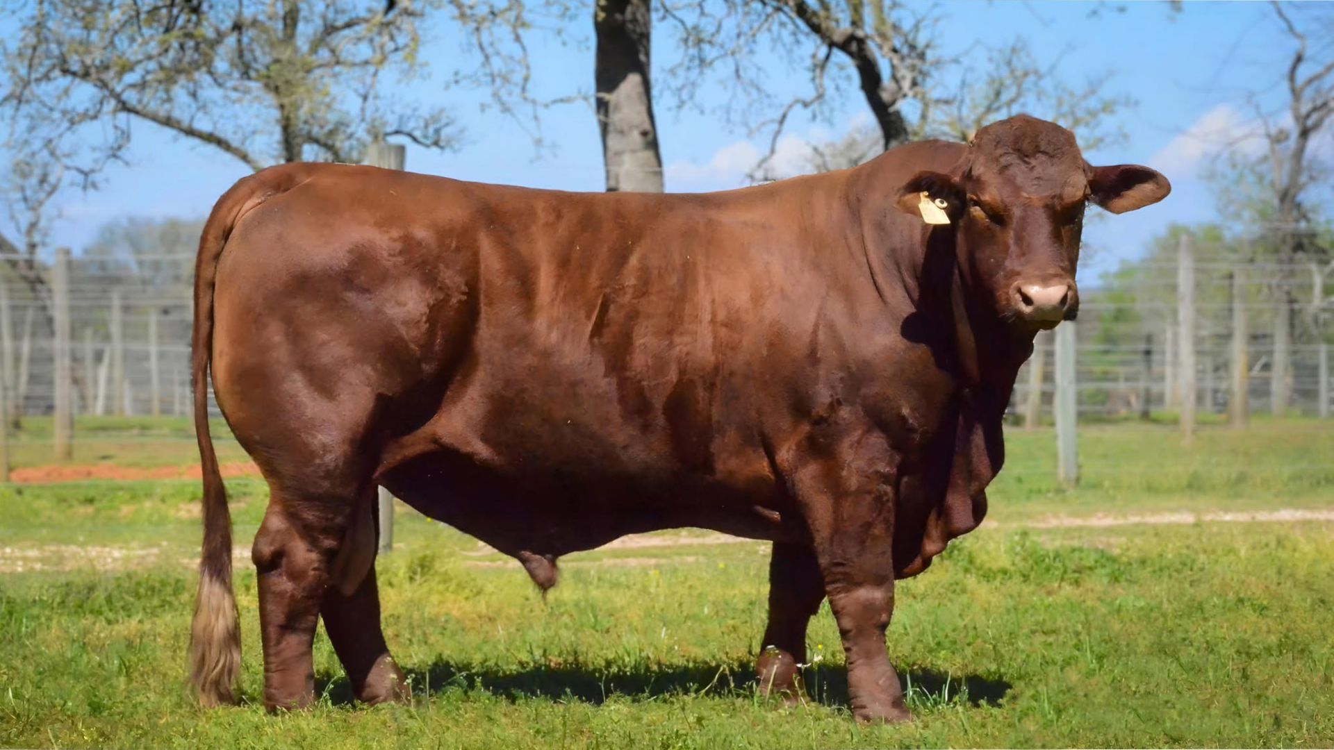 T5 Full Alarm - Bovine Elite